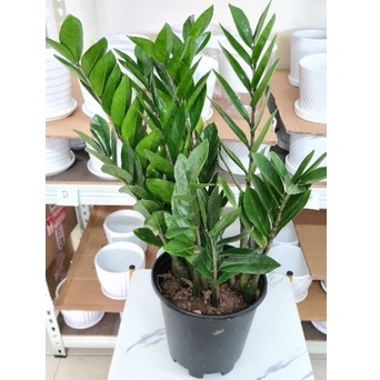 NPL-real ZZ plant/zamioculcas zamiifolia (Large Size) | Shopee Malaysia