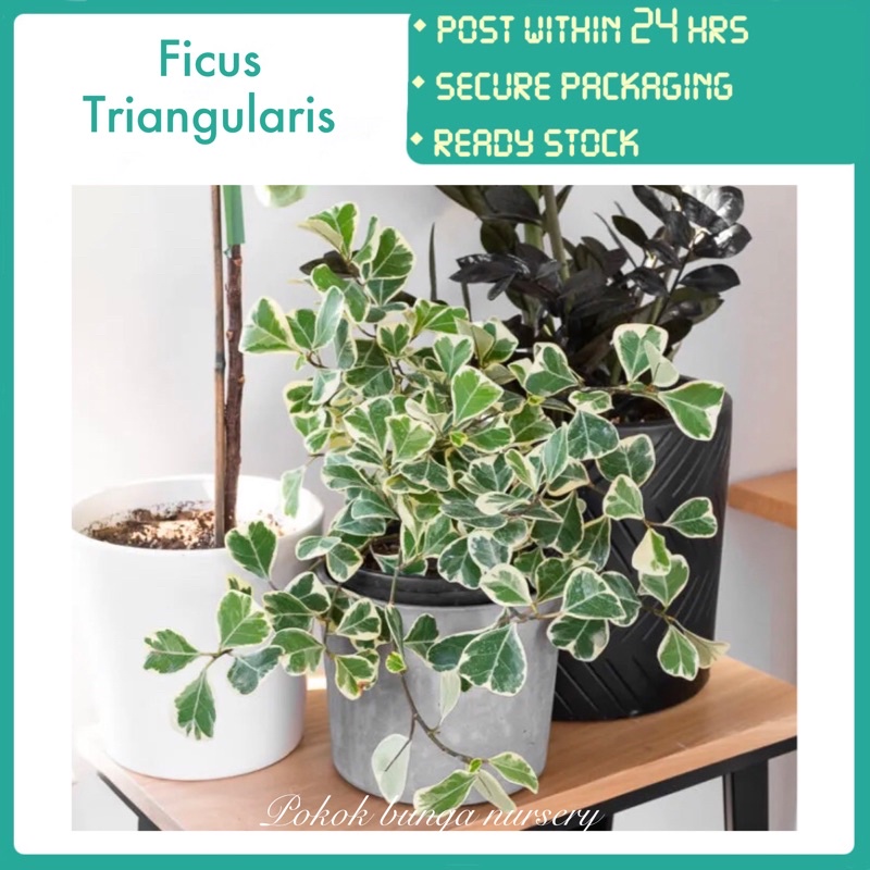 PBN - ficus triangularis batik - pokok bunga nursery mas cotek triangle ...
