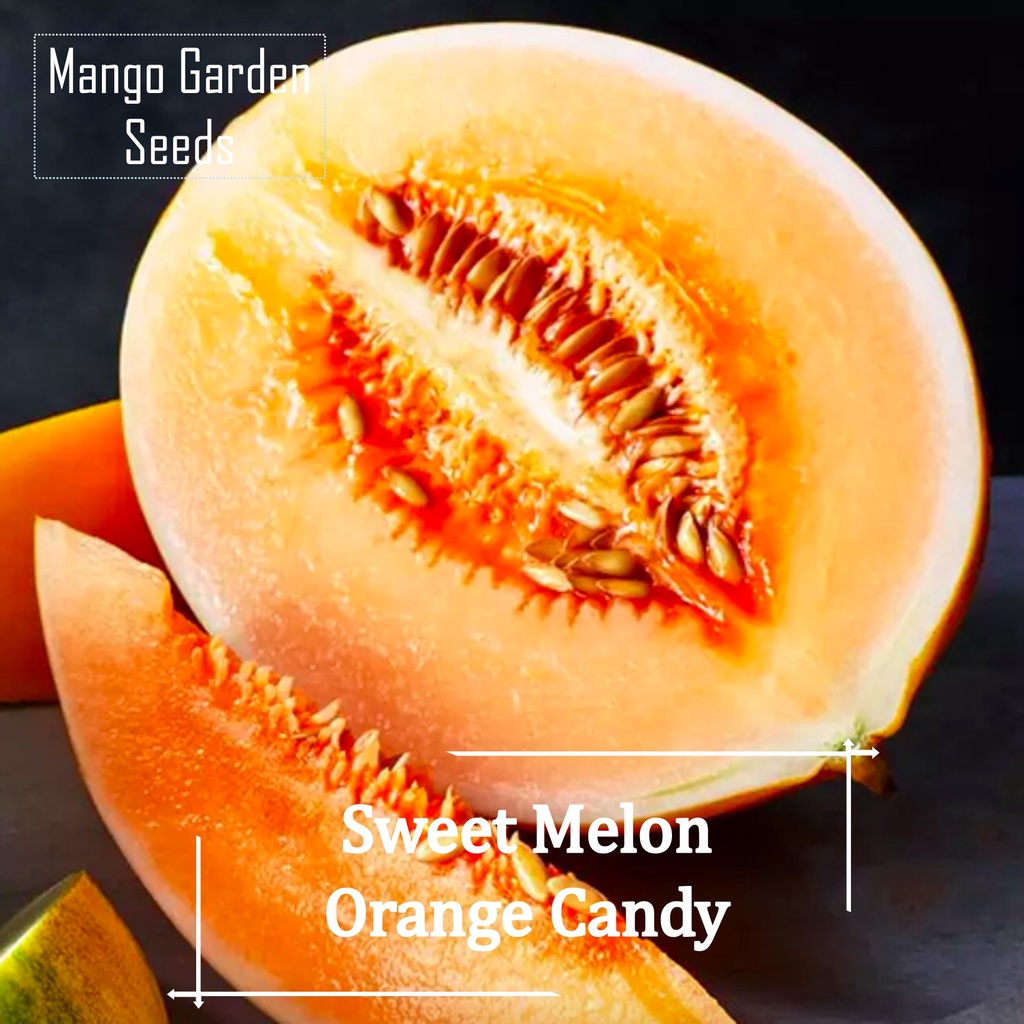 Orange Candy Sweet Melon Seeds - 10 Seed *Pot Friendly* Tanam Pasu ...