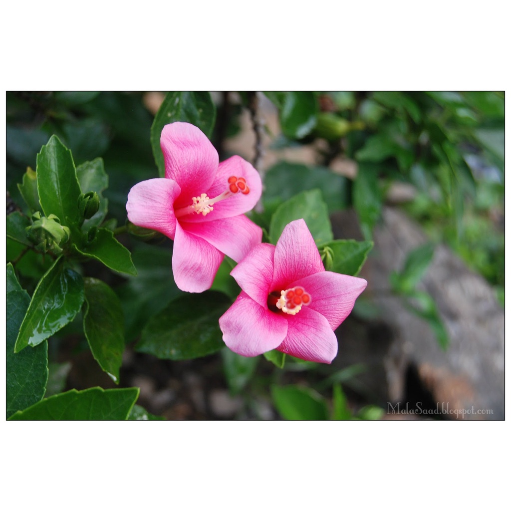[MA GARDEN] bunga raya bunga kicil | Shopee Malaysia
