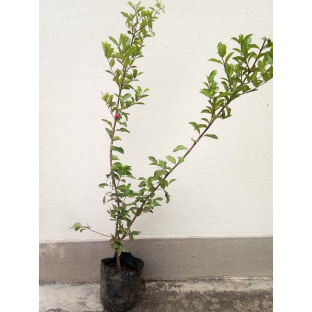 Anak pokok Cherry Barbados Hybrid CEPAT BERBUAH, buah merah | Shopee ...