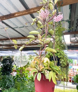🌱 Hoya🌱 Hoya cembra🌱毬兰🌱 hoya compacto 🌱 Hoya krohniana eskimo 🌱 Hoya ...