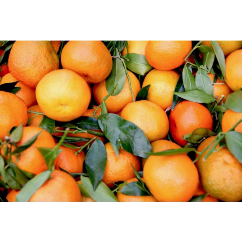 SWEET LITTLE MANDARIN (BOX +/-650g) | Shopee Malaysia