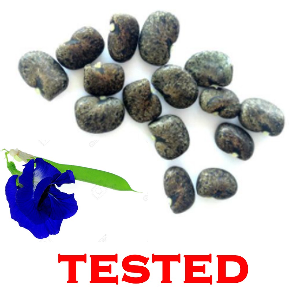 [READY STOCKS] Butterfly Pea Flower Seeds / Biji Benih Bunga Telang ...