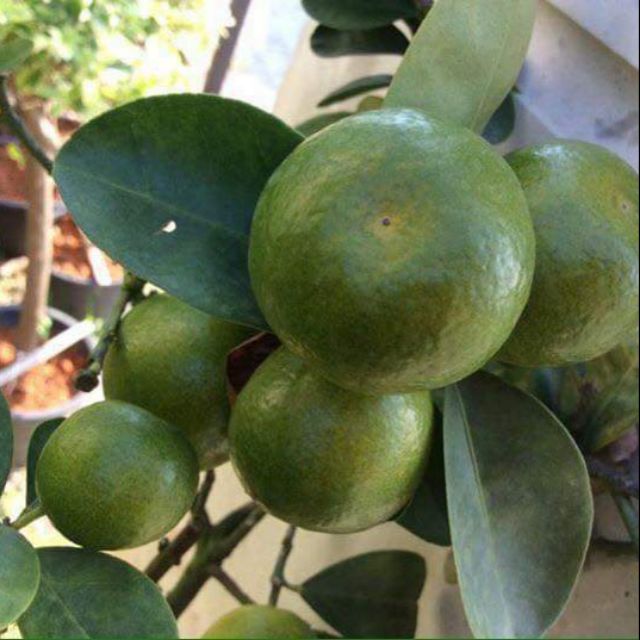 Pokok limau lung tan ( buah besar dr limau kasturi) | Shopee Malaysia