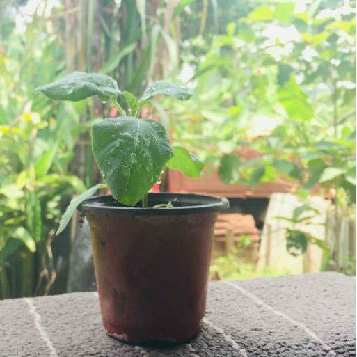 Anak pokok terung ulam. | Shopee Malaysia