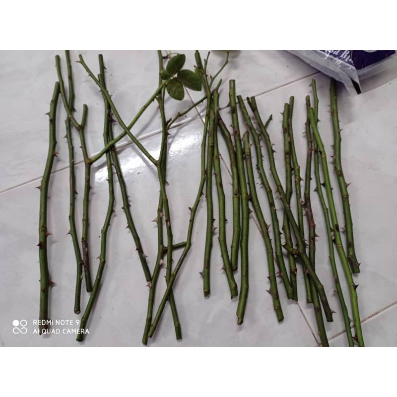 keratan pokok ros kampung / pink terang | Shopee Malaysia