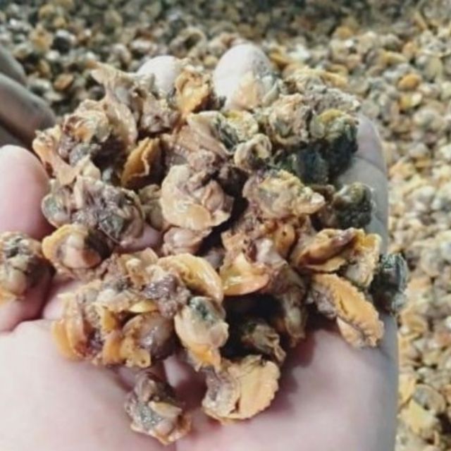 Original Sabah Kerang Laut Fresh dan Segar | Shopee Malaysia