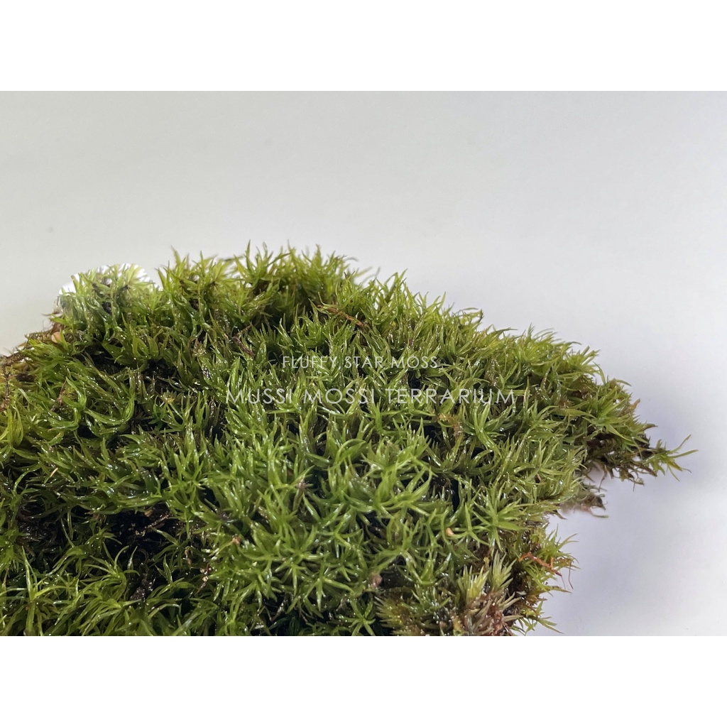 LUMUT HIDUP SPECIAL /RARE MOSS/SPECIAL MOSS SAMPLE KIT FOR BEGINNERS ...
