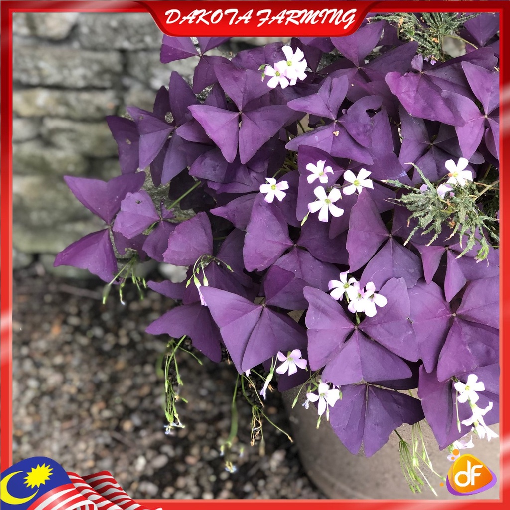 Anak Pokok Bunga Rama-Rama Purple Wood Sorrel Oxalis Triangularis Bunga ...