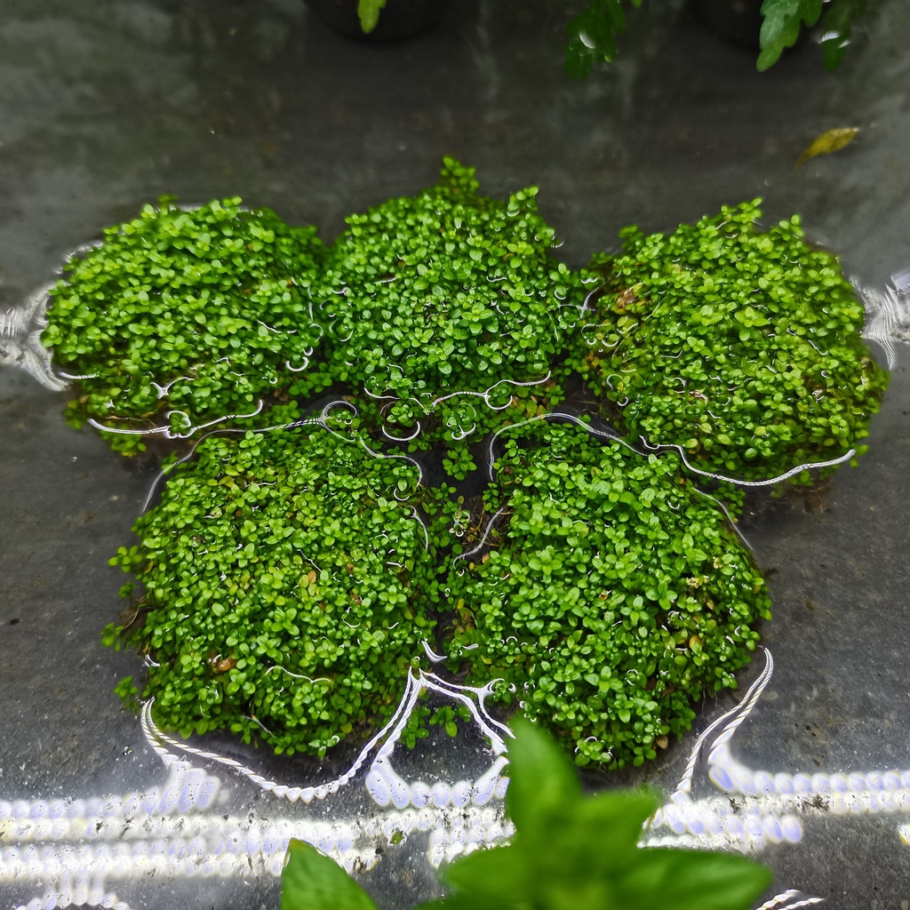 🐟 Hemianthus Callitrichoides 'Cuba' Wabikusa Aquatic Plant HC cuba ...
