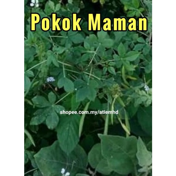 Pokok Maman**Biji benih 50-80pcs/seeds | Shopee Malaysia