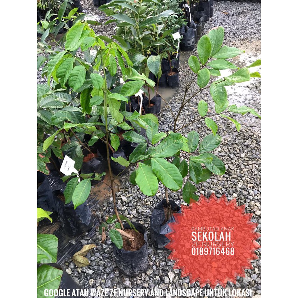 Anak pokok Rambutan Anak Sekolah | Shopee Malaysia