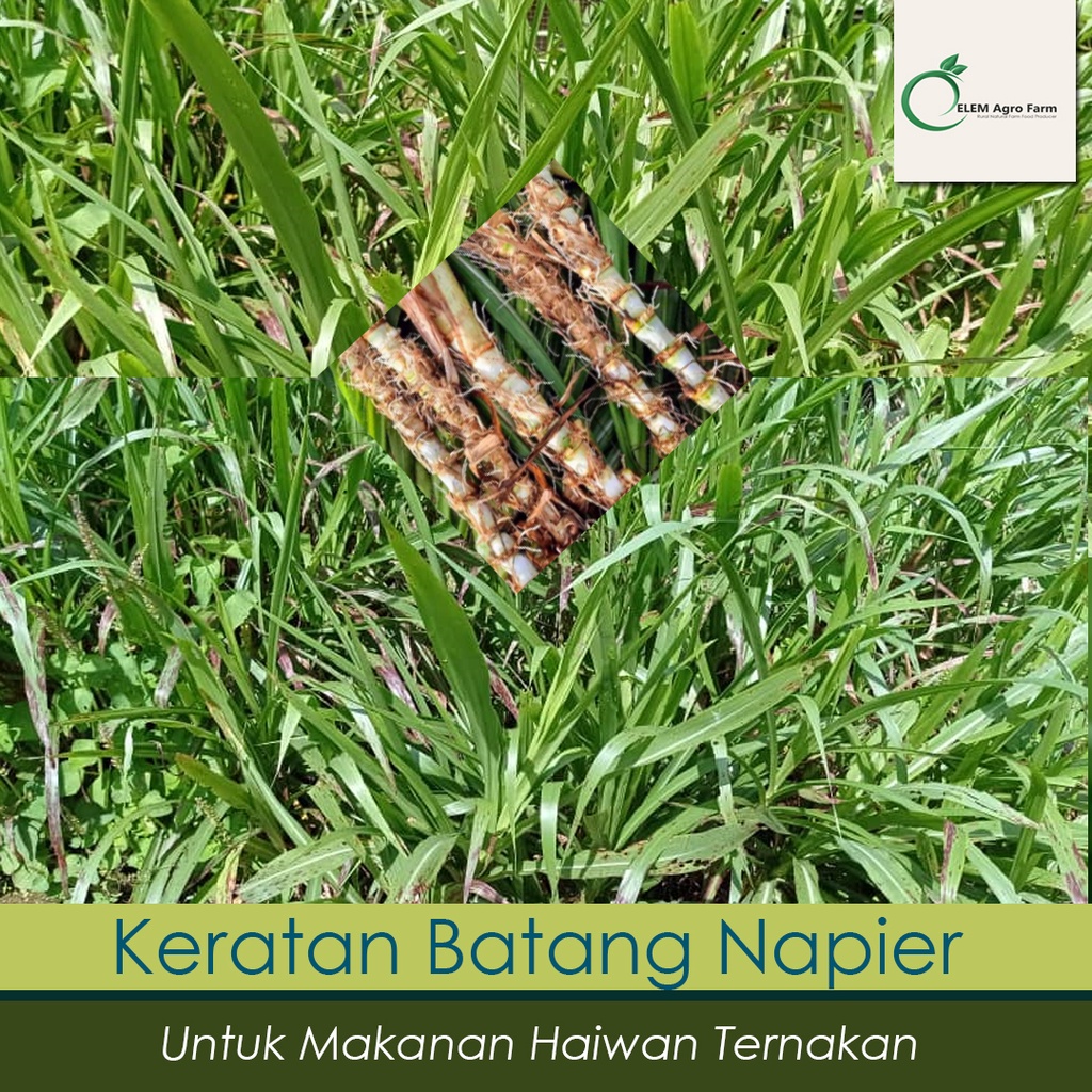 KERATAN BATANG RUMPUT NAPIER PANDAN DWARF NAPIER(10 PCS PER PACK ...