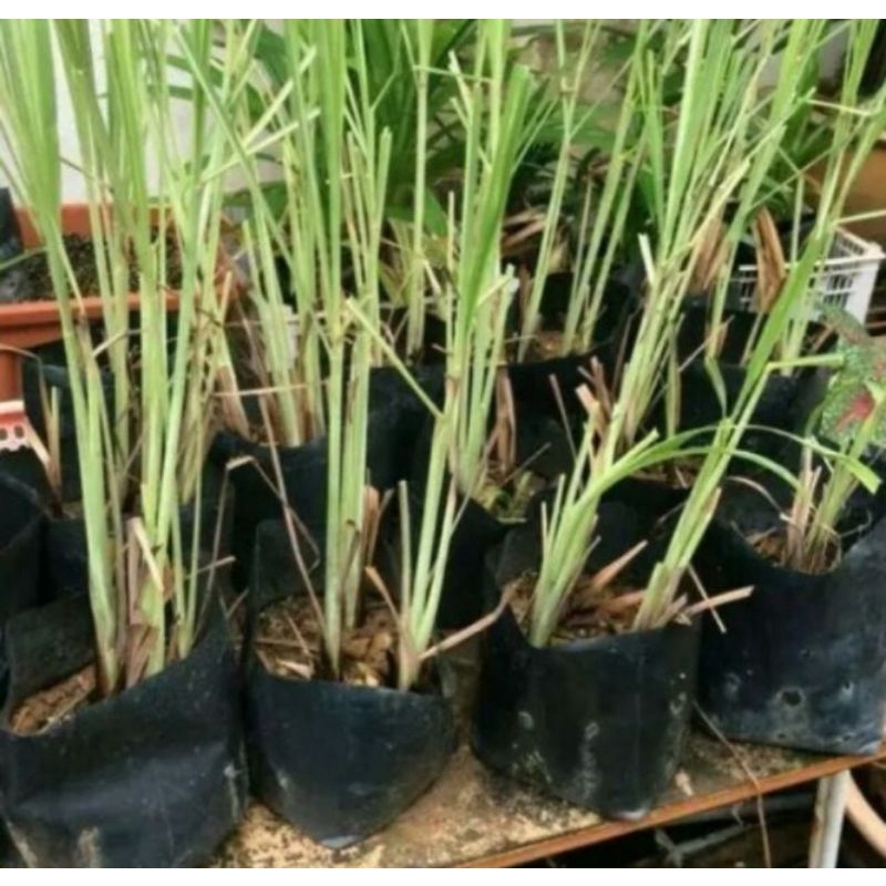 Traditional Herbal Plant Lemongrass Pokok Serai /Serai Merah Wangi ...