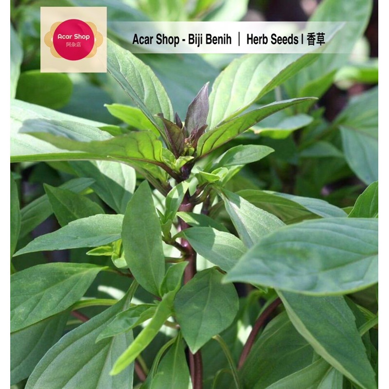 Basil Siam Queen seeds ｜Biii Benih Basil Siam Queen｜暹罗王后罗勒种子 Acar Shop ...