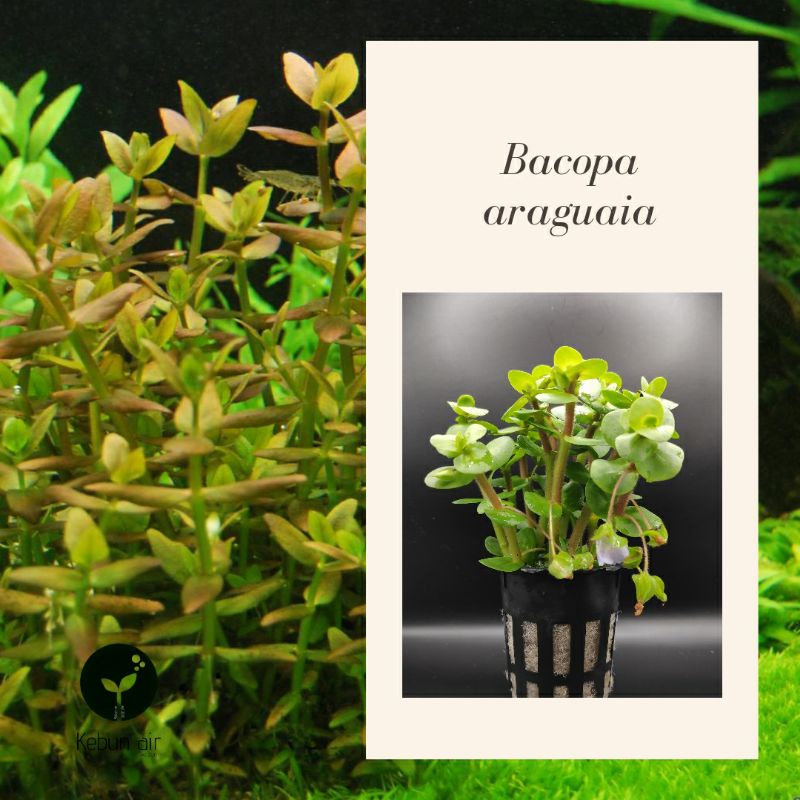 🔥🔥Buy 5 free 1🔥🔥 AQUATIC PLANT/AKUATIK/POKOK AIR/POKOK AKUARIUM ...