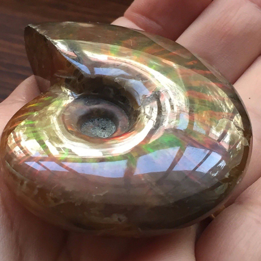 Natural Iridescent Ammonite Ammolite Facet Specimen Fossil Madagascar ...