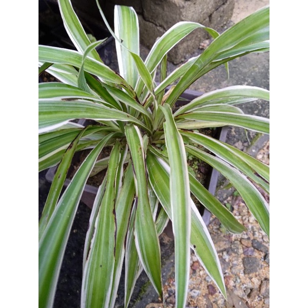 POKOK SPIDER PLANT MURAH | Shopee Malaysia