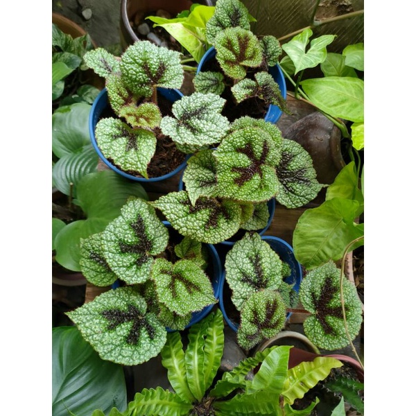 [Ready Stock] Asam Batu / Iron cross Begonia Flower / Live Plant ...