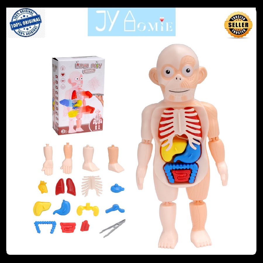 Science Anatomy Human Body Internal Organ 3D Assembly Educational Toys ...