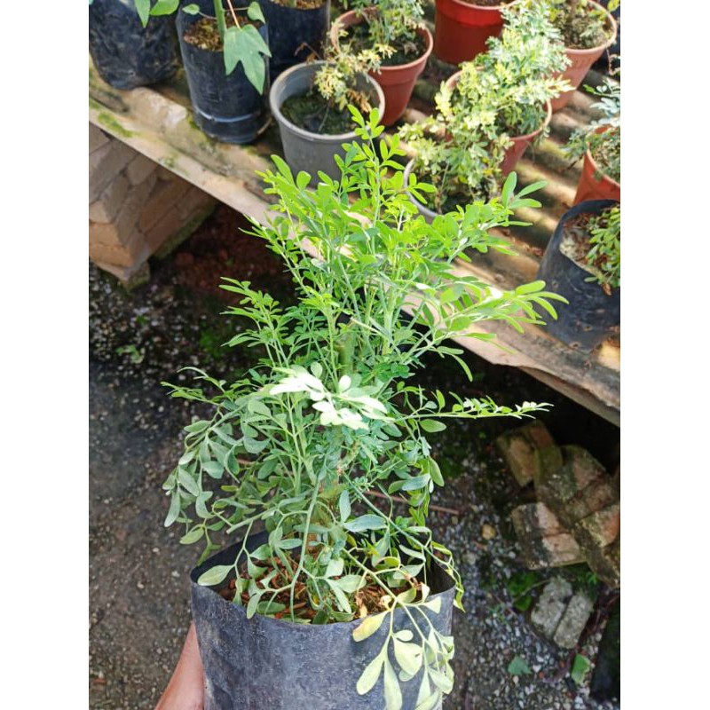 🍁Pokok Garuda/ Pokok Inggu🍁 | Shopee Malaysia