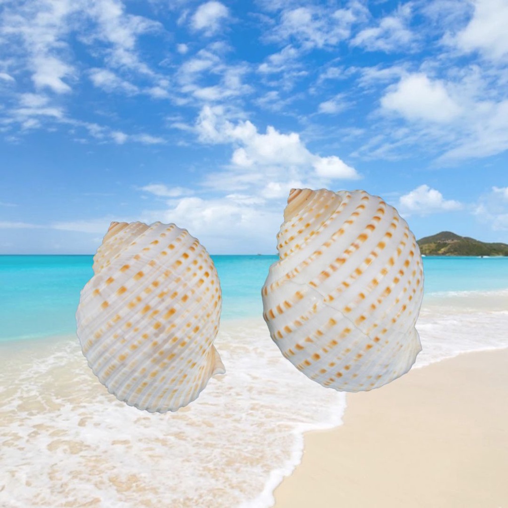 [Ready Stock] 3PCS 7-8CM Tonna dolium Natural Rare Real Sea Shell ...