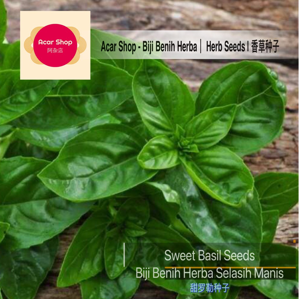 Sweet Basil Seeds | Biji Benih Selasih Manis | 甜罗勒种子 - 50/150 herb ...