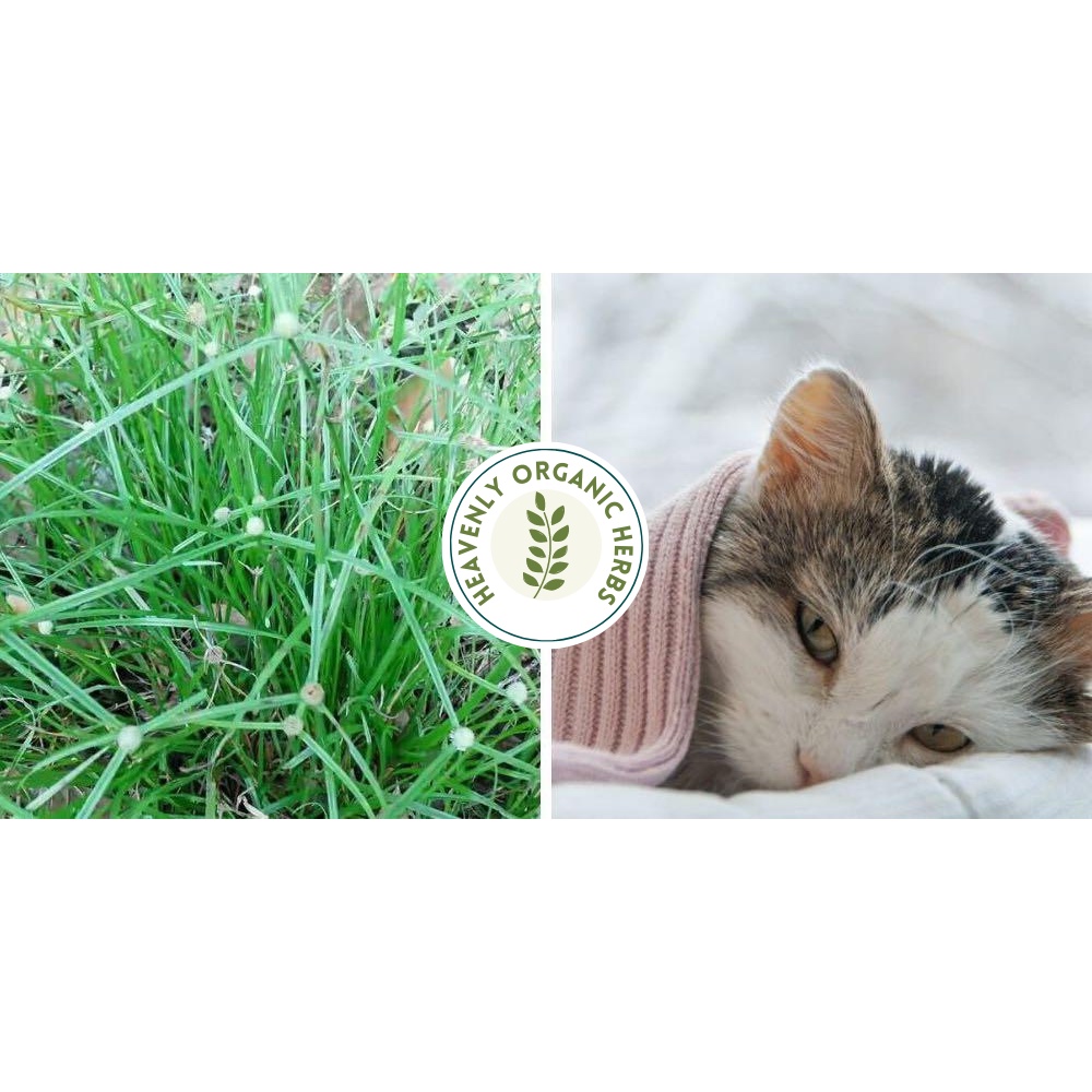 parvo rumput pendul galak helikopter kucing cat virus pati rebusan ...