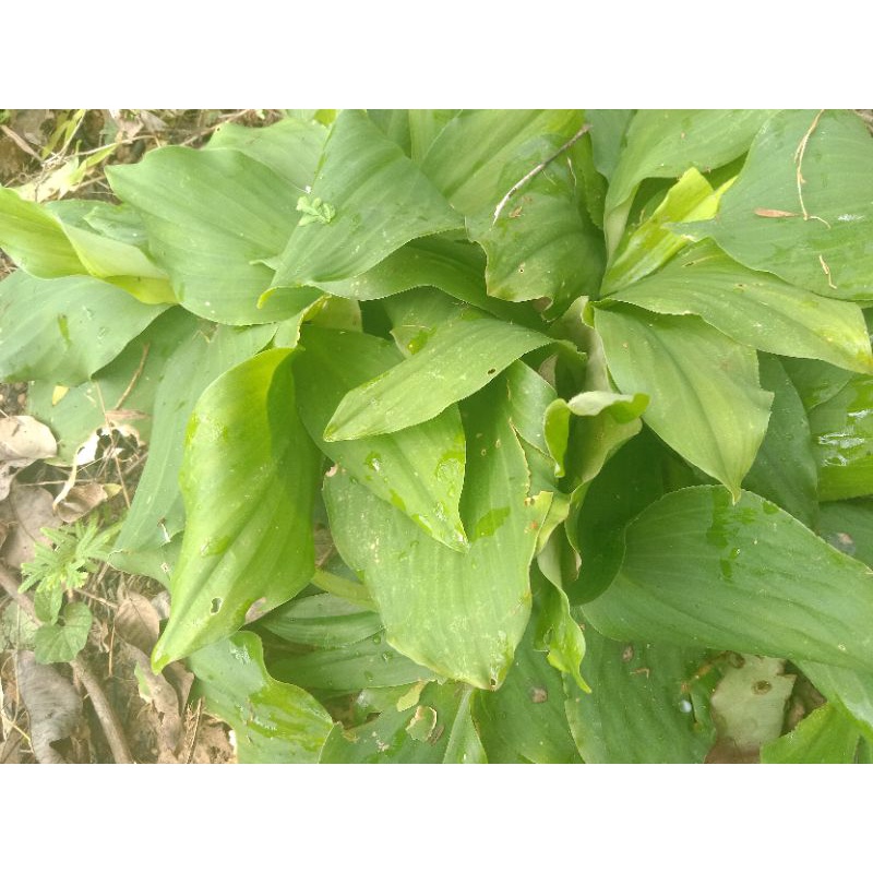 pokok cekur hijau/benih pokok cekur kampung (3pokok saiz random ...