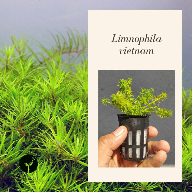 🔥🔥Buy 5 free 1🔥🔥 AQUATIC PLANT/AKUATIK/POKOK AIR/POKOK AKUARIUM ...