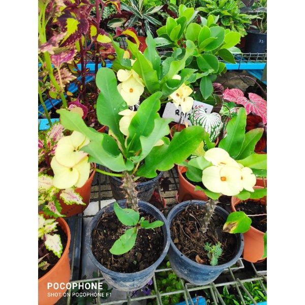 Pokok Bunga Berduri / Euphorbia Millia / Bunga Poison / Mahkota Berduri ...