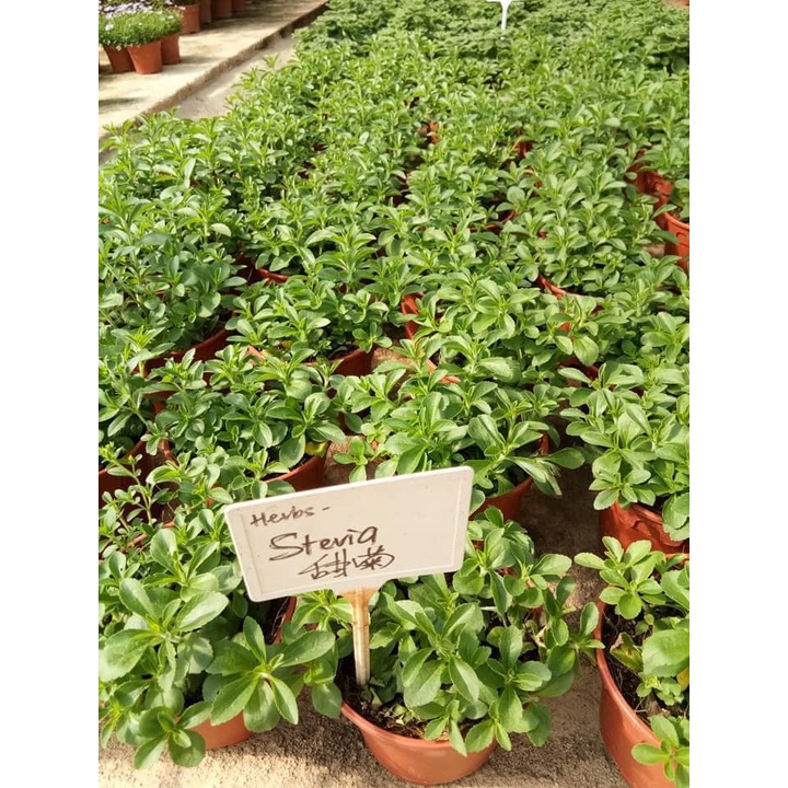 BG-Herb Plant Sweet Tea Stevia Rebaudiana 甜茶/甜叶菊 | Shopee Malaysia