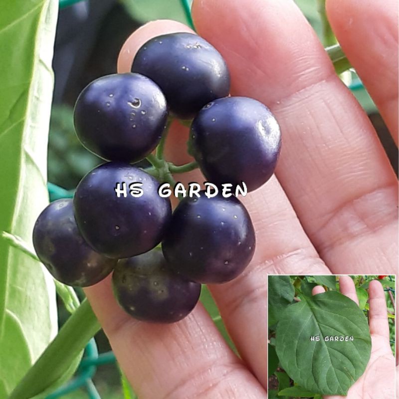 50 biji benih Meranti Gajah • Rare seeds • Edible | Shopee Malaysia