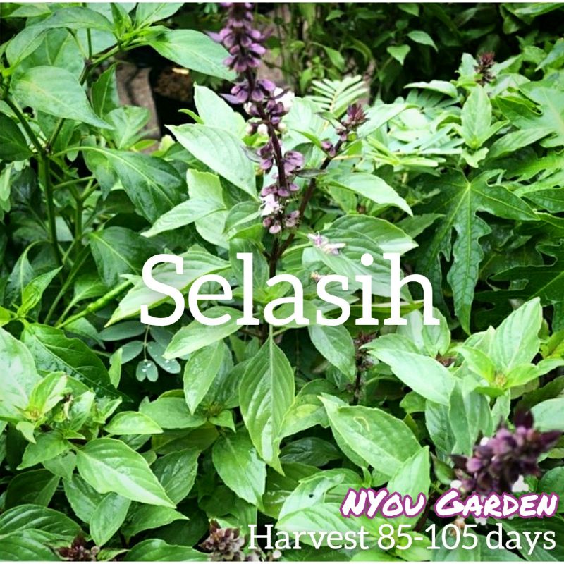 Biji Benih Pokok Daun Selasih Thai 200 biji, Thai Basil herb seeds ...