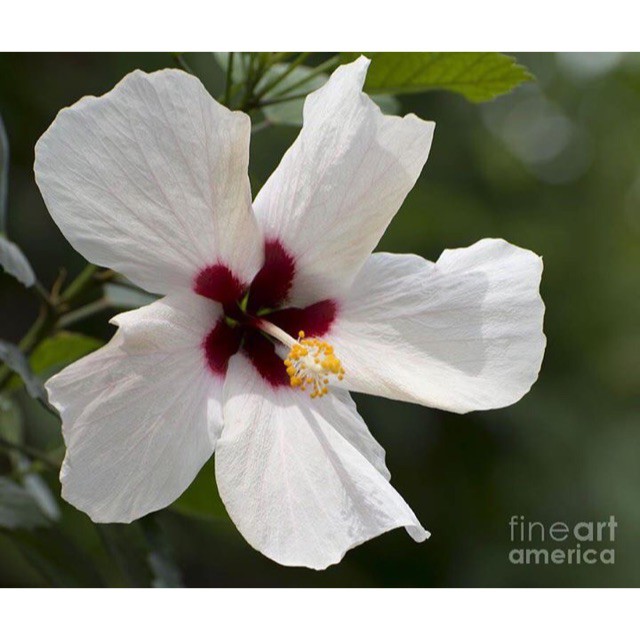 TIDECO - Hibiscus Hawaii /Bunga Raya Putih 大国花 - 白色 (Bare Root Plants ...