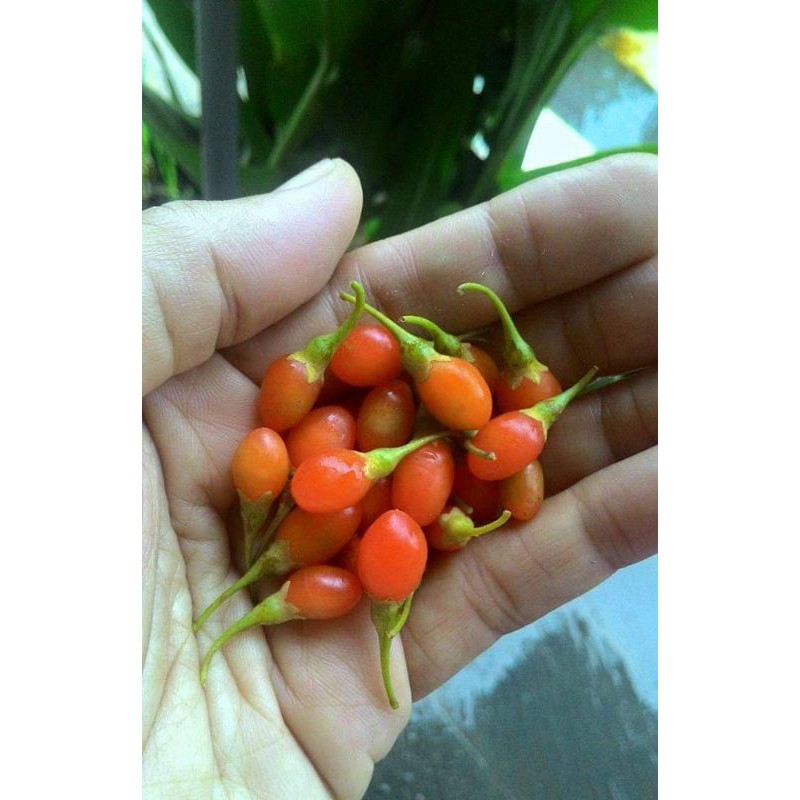 🌱Pokok Goji Berry Daun Panjang 🌱SILA PM SEBELUM ORDER 😊 | Shopee Malaysia