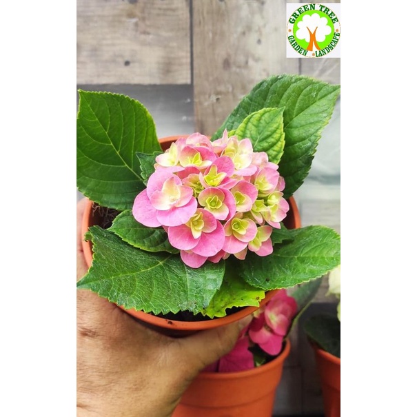 Live Plant: Pokok Bunga Hydrangea 绣球花 / Kembang Tiga Bulan for HOME ...