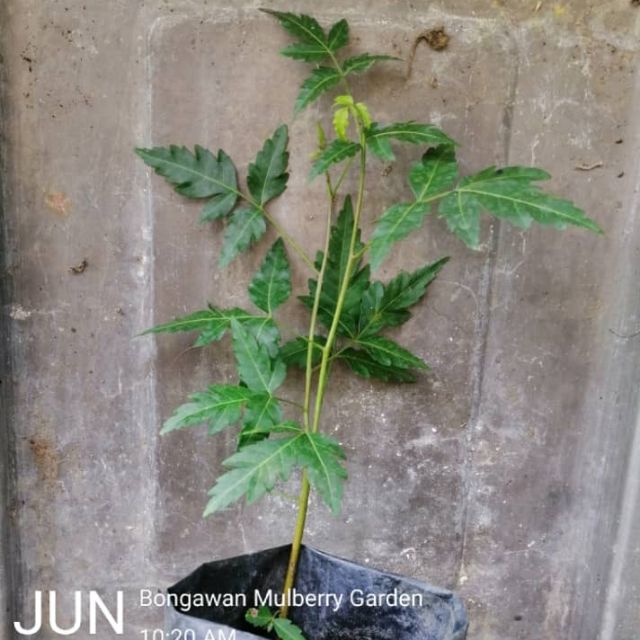 Anak Pokok semambu neem baby tree | Shopee Malaysia