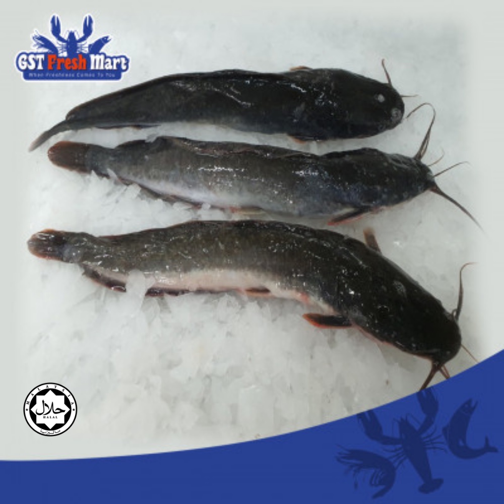 FROZEN FISH KELI CLEANED 2KG/PKT 冷冻塘鲺鱼 - GST FRESH MART | Shopee Malaysia