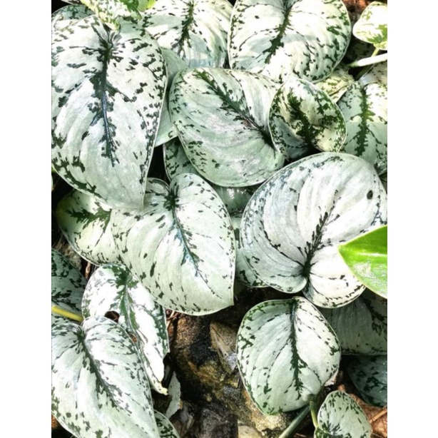 Scindapsus Exotica silver platinum / silver queen / silver lady ...