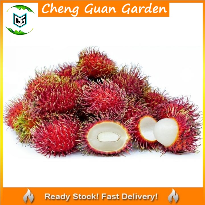 Anak Pokok Rambutan Jarum Mas Pokok Stabil Import Dari Thailand ...