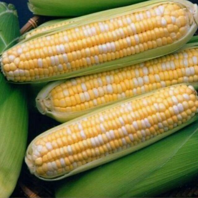 JAGUNG MUTIARA CAMERON | Shopee Malaysia