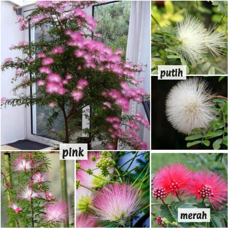 Pokok bunga Calliandra putih pink double merah powder puff kelulut real ...