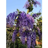 Pokok Bunga Sandpaper Purple | Shopee Malaysia