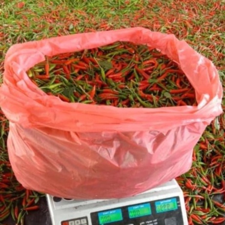🔥Pedas🔥 Cili Api Bara / Tempatan / Kampung - Segar Dari Ladang | Shopee ...