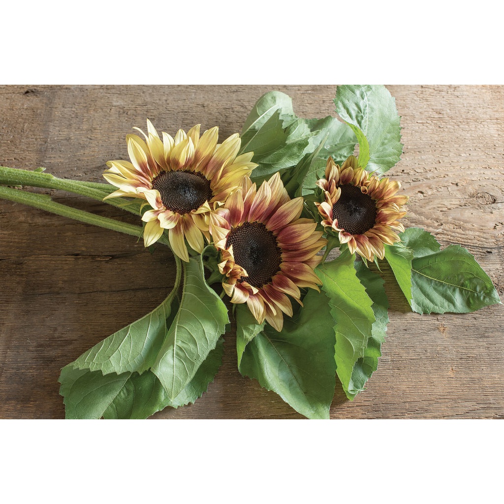 Procut Red Lemon Bicolor (15 seeds) | Shopee Malaysia