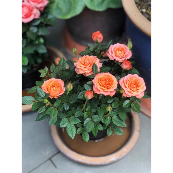 READY STOCK Live Plant Bunga Rose Hidup Denmark Rose Rose Plant ...