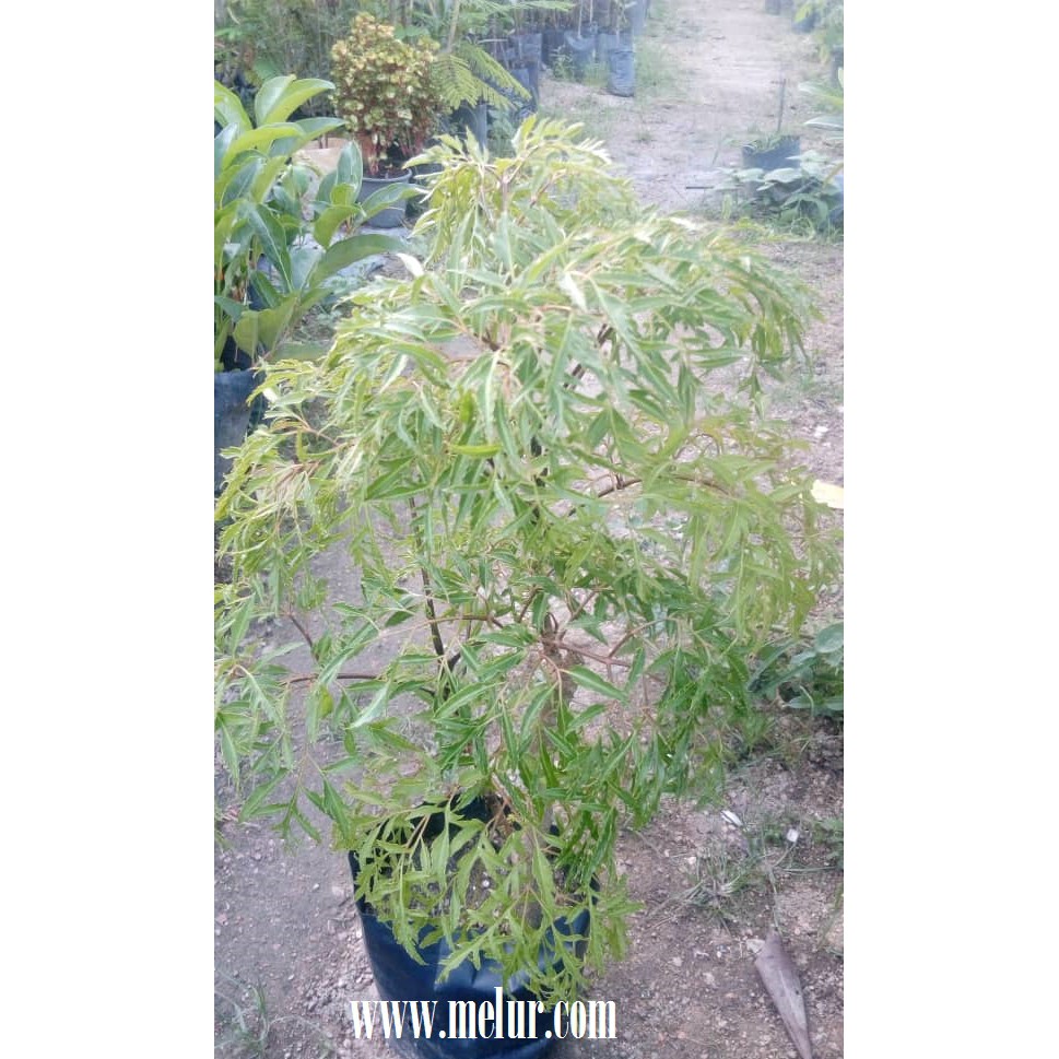 ANOR - Anak pokok Kuku Garuda / Puding Teh/Ming Aralia ( Pokok Herba ...