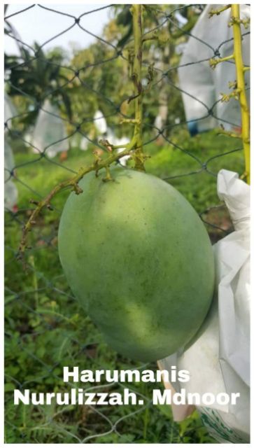 Harumanis SEGAR Dari Ladang @KODIANG | 5KG | Shopee Malaysia